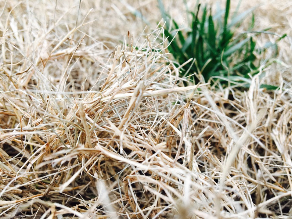 Lawn Care for the Summer | Brown Grass | Simple Lawn Solutions