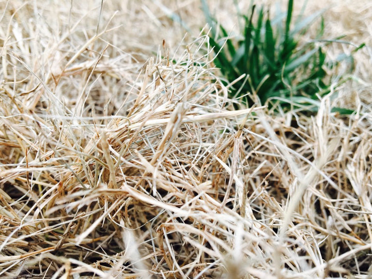 Lawn Care for the Summer | Brown Grass | Simple Lawn Solutions
