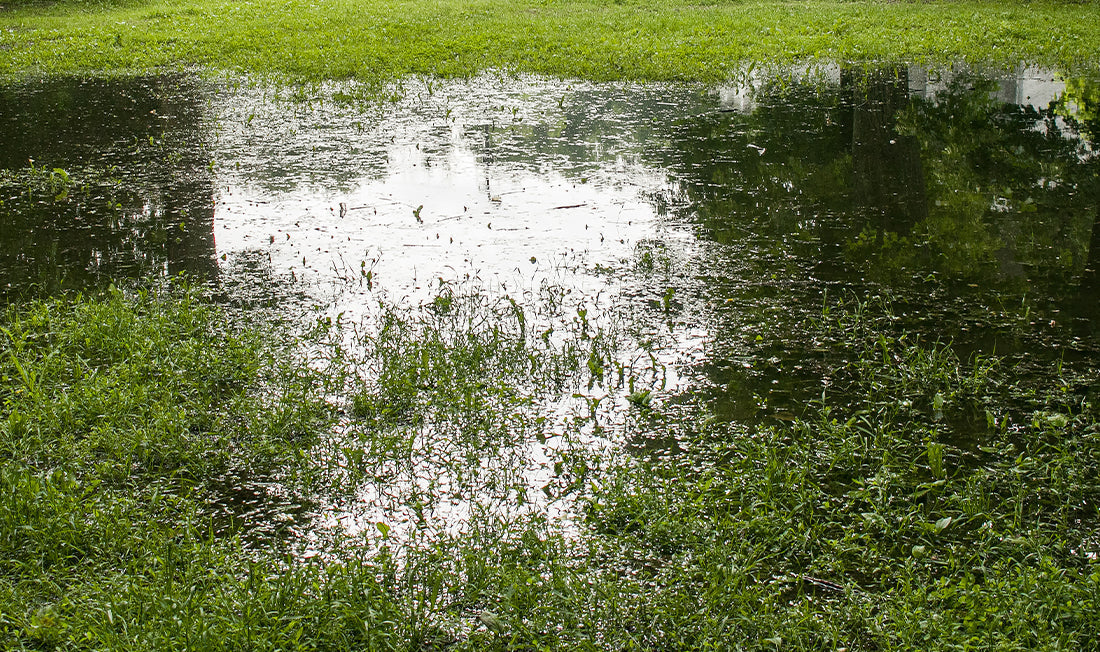 How To Repair A Flooded Lawn – Simple Lawn Solutions
