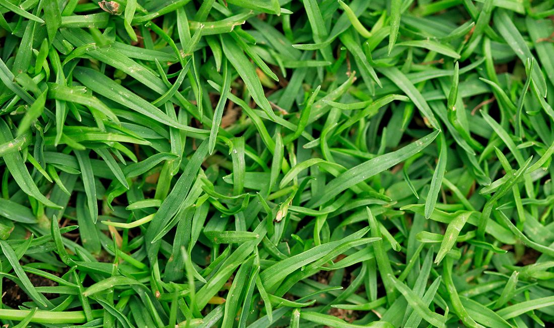 Caring for your Warm-Season Lawn During Fall – Simple Lawn Solutions