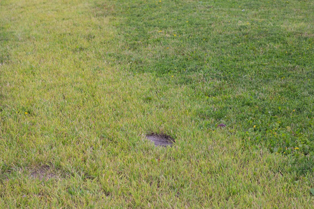 Dead or Dry? What You Need to Know About Your Lawn’s Health – Simple ...